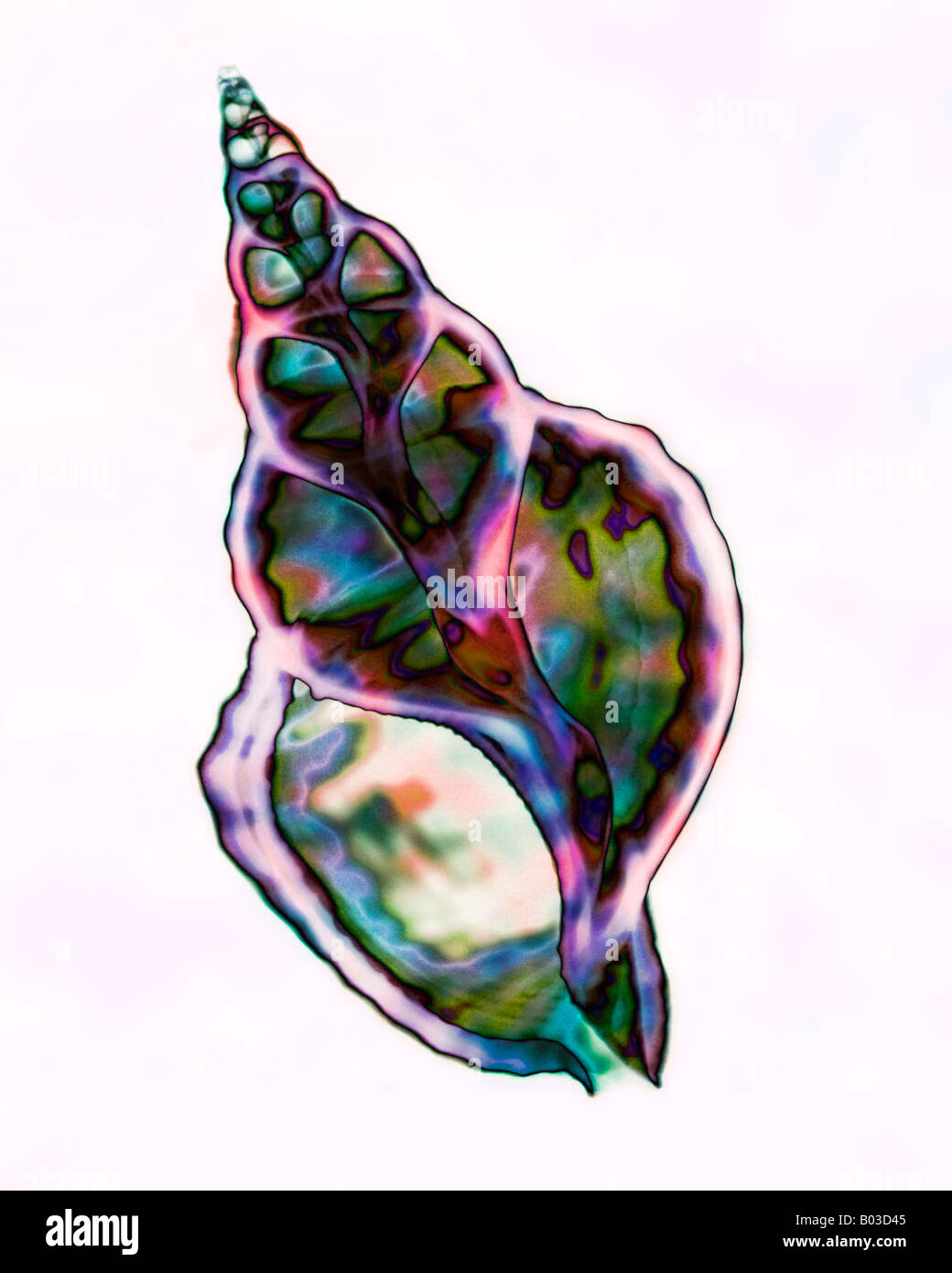 colorized x-ray of a trumpet sea shell Stock Photo - Alamy