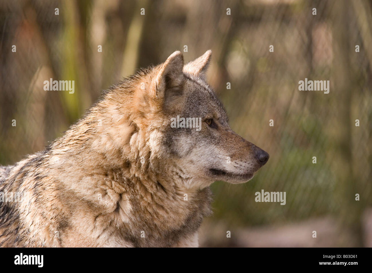 Human wolf hi-res stock photography and images - Alamy