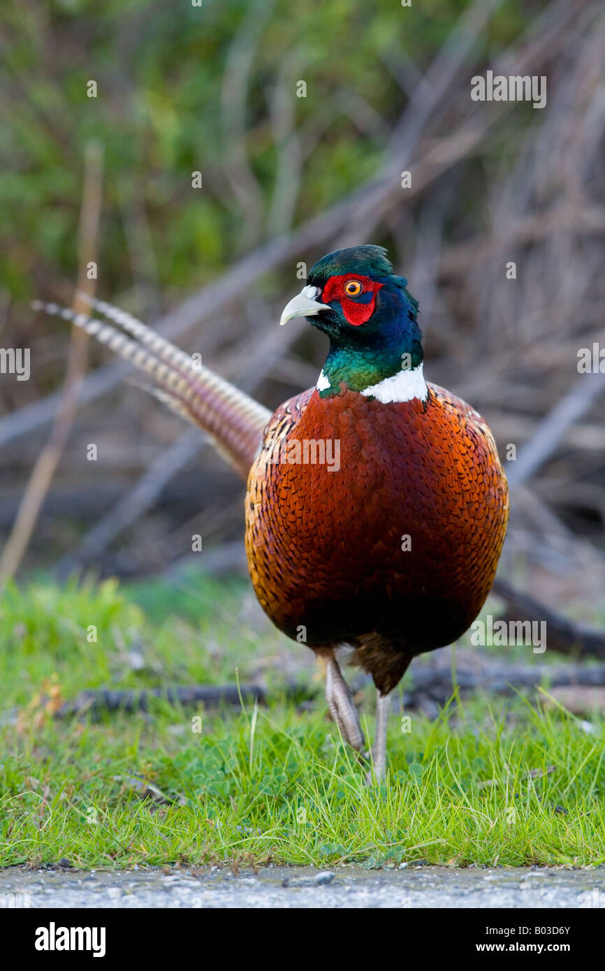 Common Pheasant (Phasianus colchicus Stock Photo - Alamy