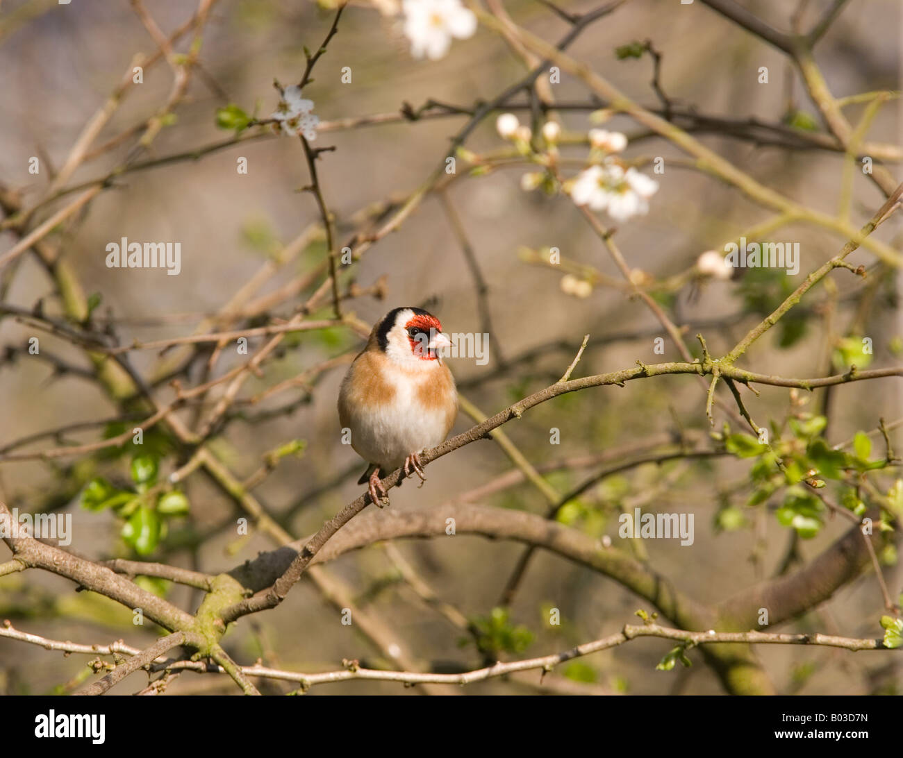 Goldfinch in spring hedgerow Stock Photo - Alamy