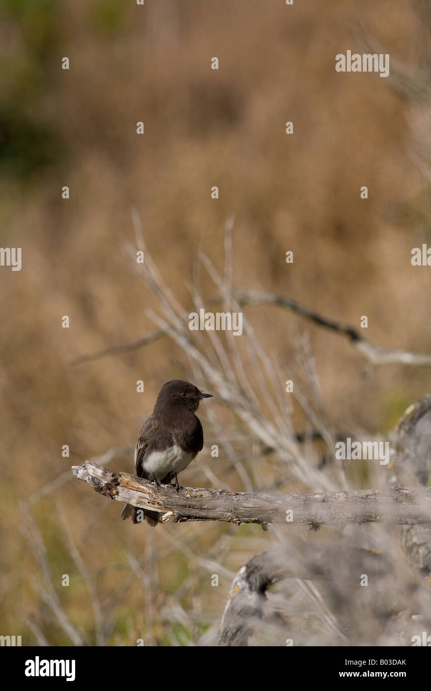 Black Phoebe (Sayornis nigricans Stock Photo - Alamy