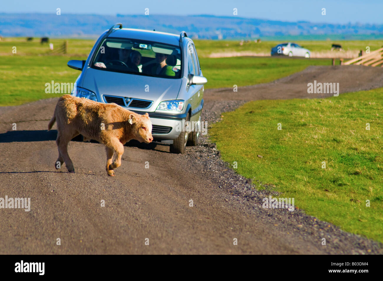 Cow Driving Car High Resolution Stock Photography and Images - Alamy