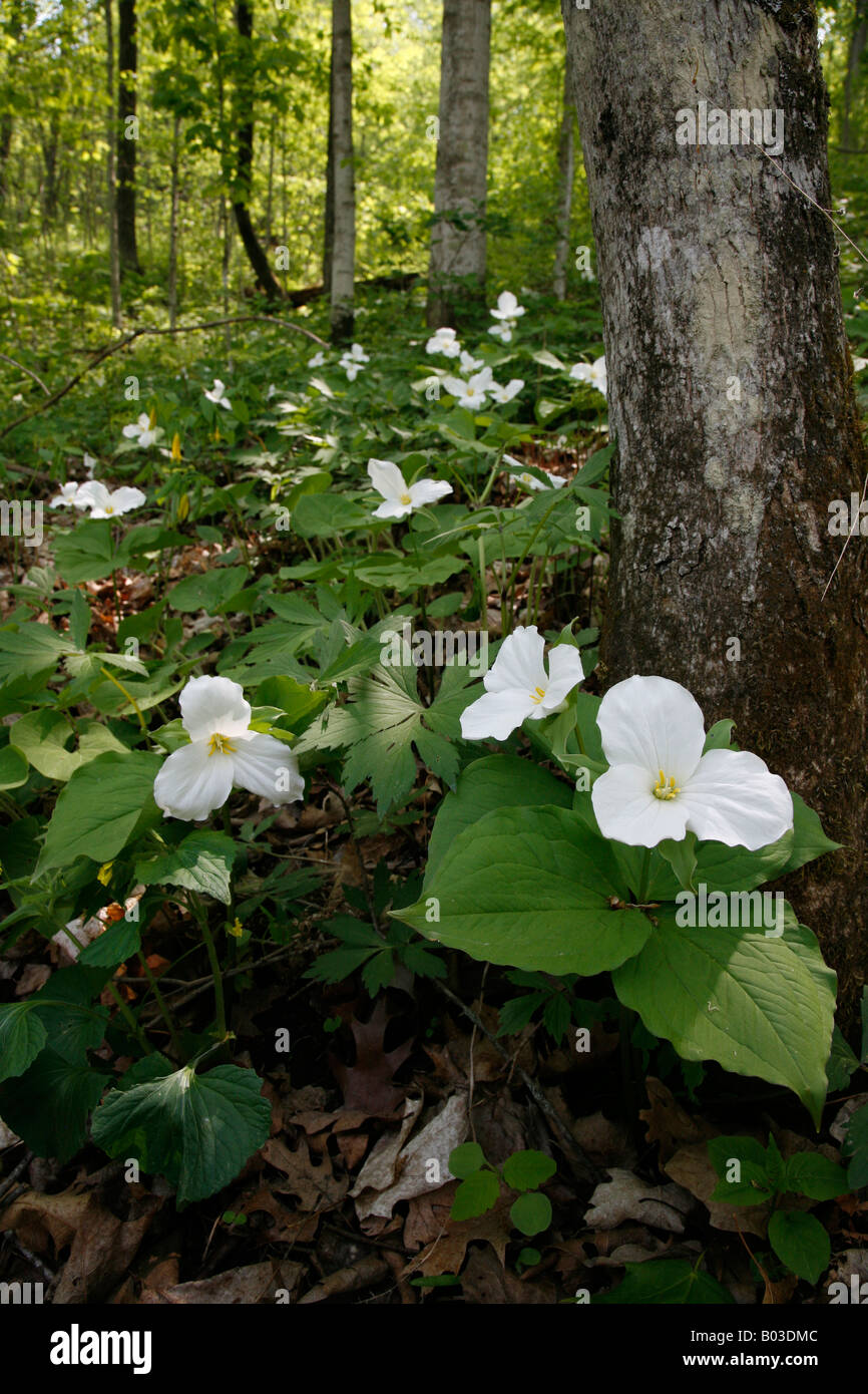 Wisconsins rustic road hi-res stock photography and images - Alamy