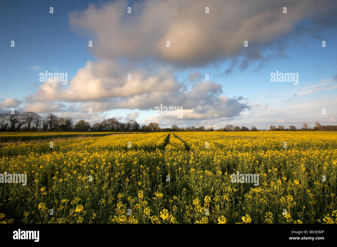Field of canola rape seed in Norfolk UK Stock Photo - Alamy