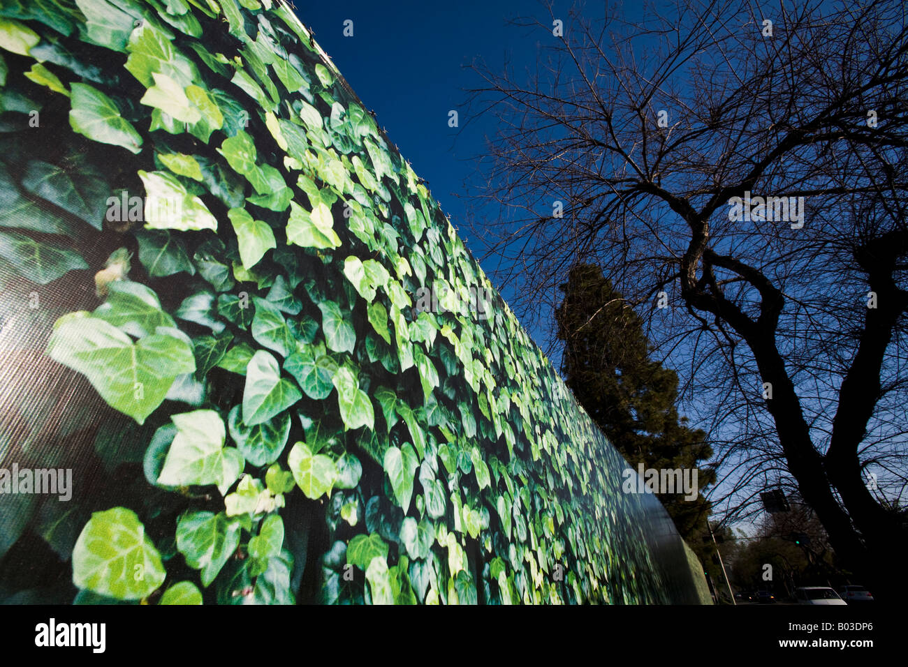 An Ivy Mural hiding a construction site on Rossmore Avenue Hollywood ...