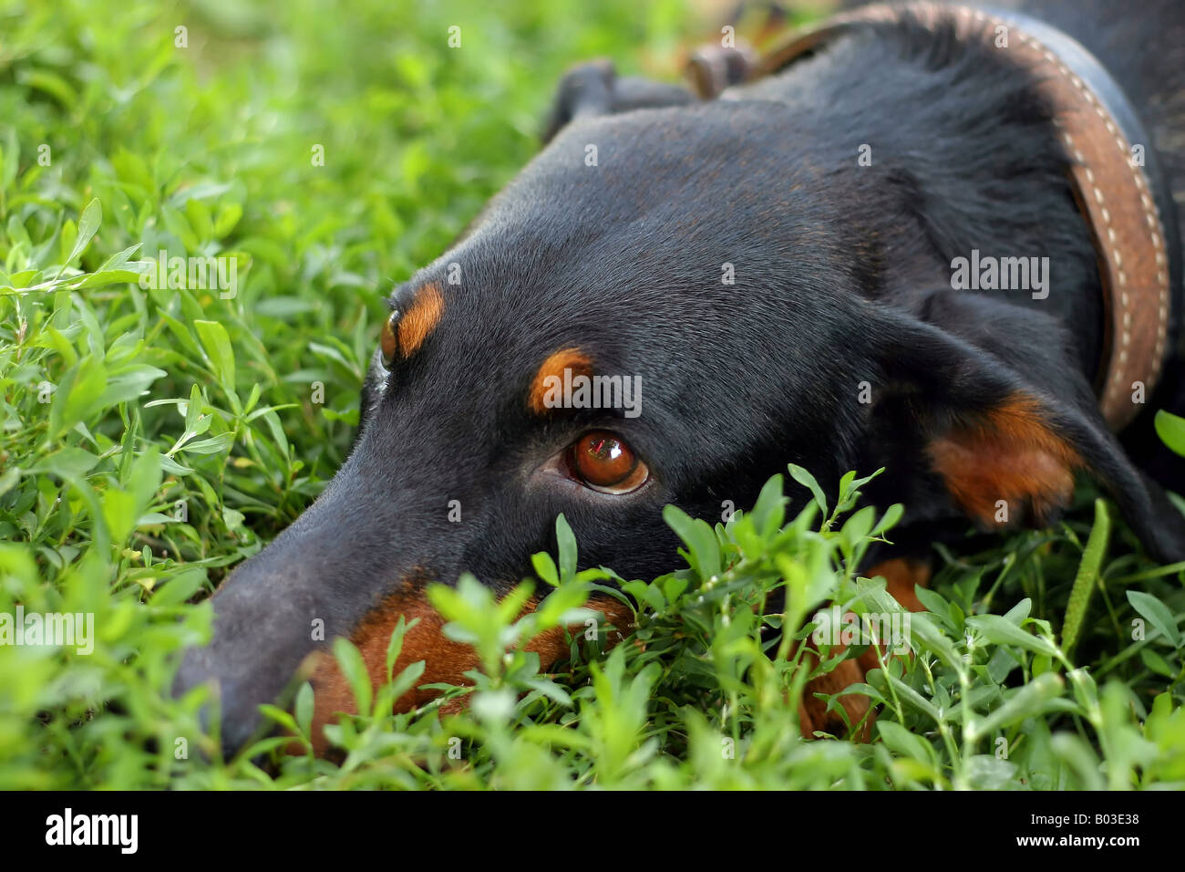 dog gaze of puppy doberman Stock Photo - Alamy