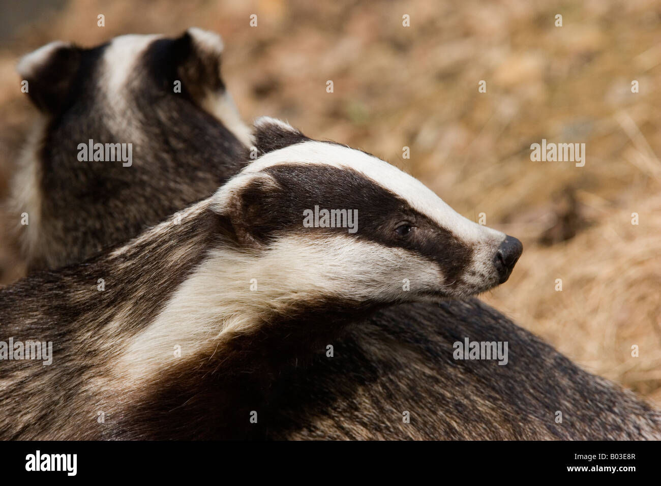 Eurasian Badger (Meles meles Stock Photo - Alamy