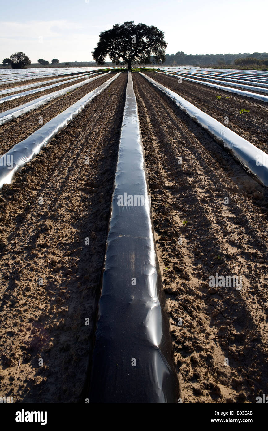 Covering crops with plastic hi-res stock photography and images - Alamy