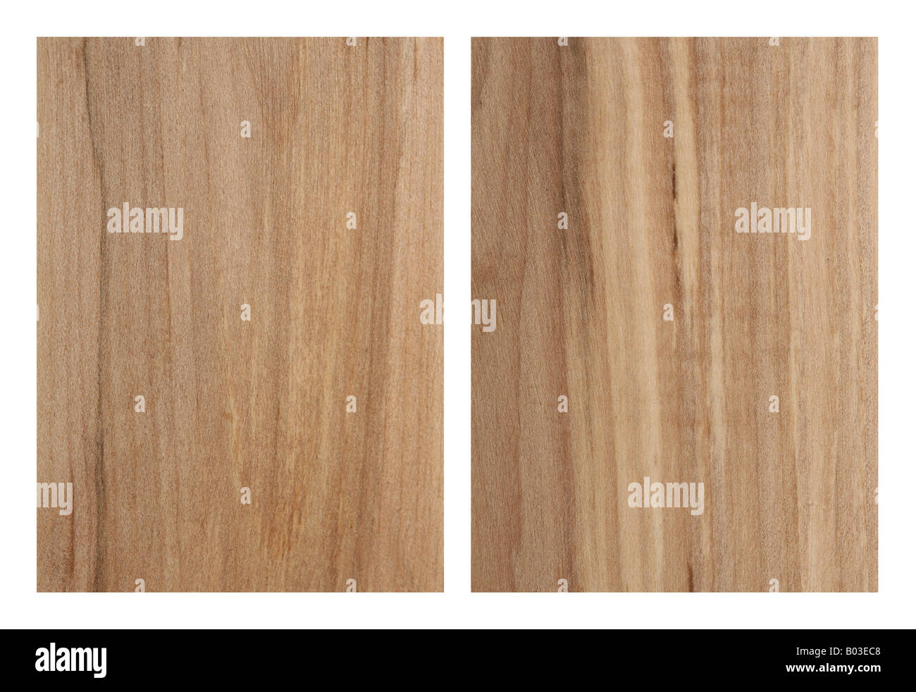 Rowan tree wood texture Stock Photo - Alamy