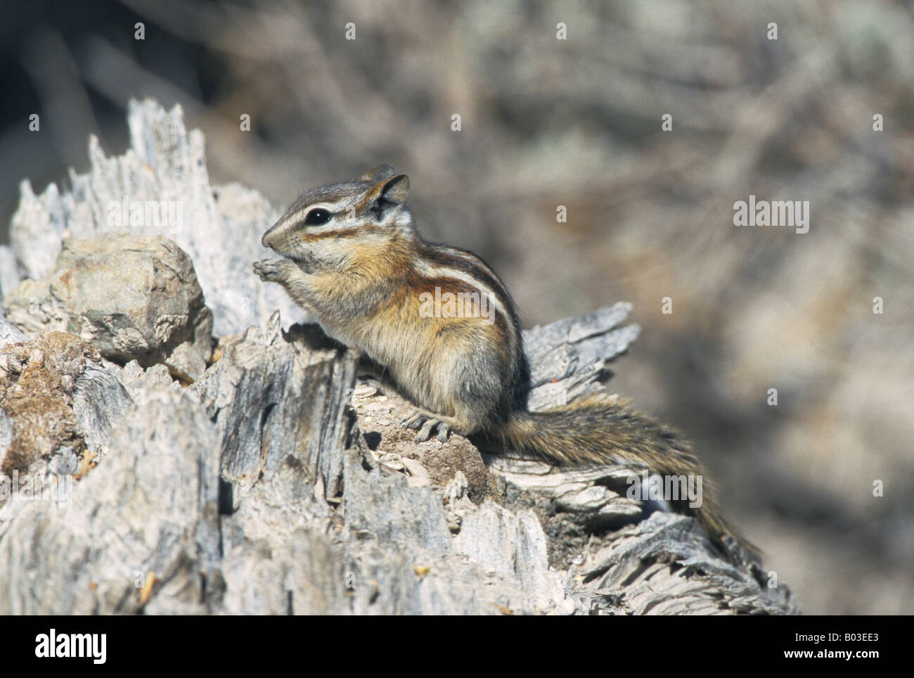 Panamint Chipmunk Tamius panamintinus Stock Photo - Alamy