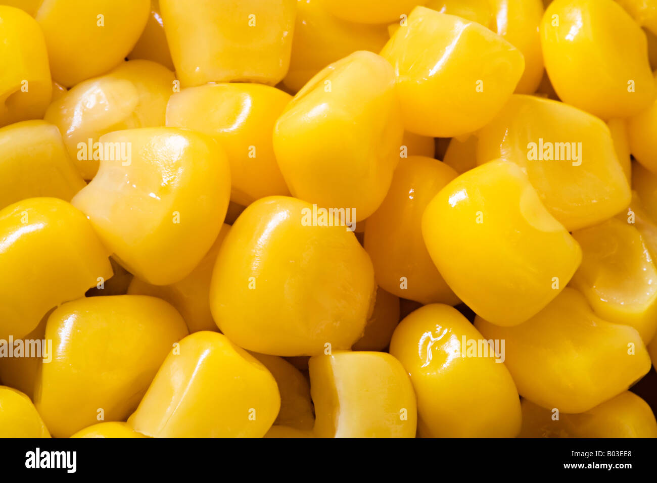 Fresh corn close up Stock Photo - Alamy