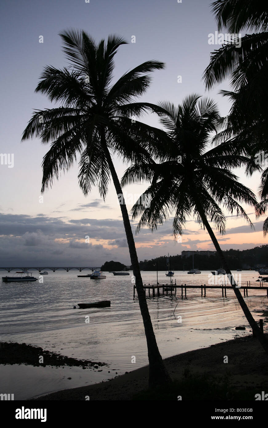 Palm Trees on the seashore at sunset in Santa Barbara de Samana on the ...