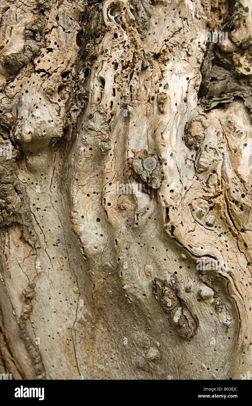 Close up of dried bark on trunk of dead apple tree Stock Photo - Alamy