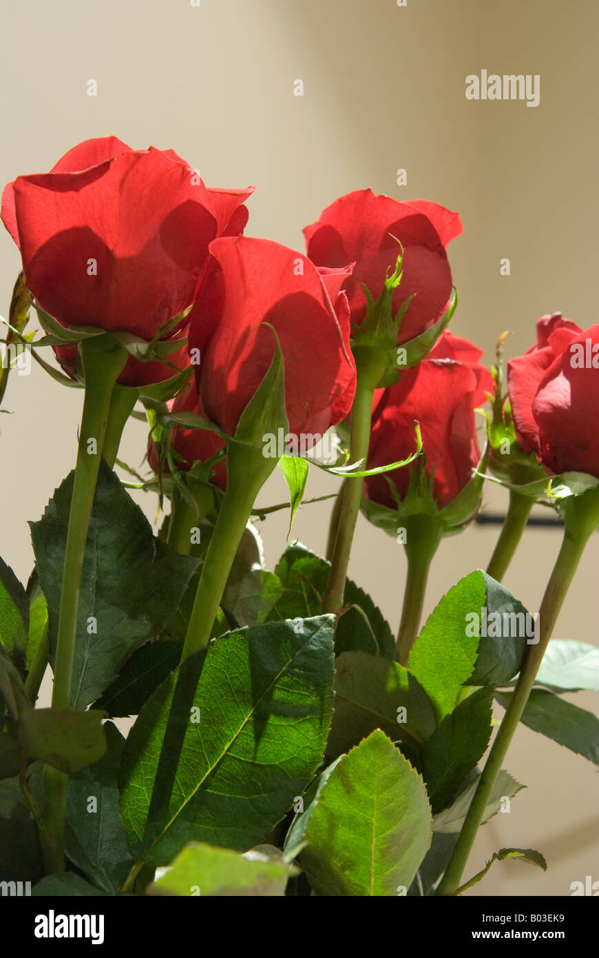 bunch of red roses Stock Photo - Alamy