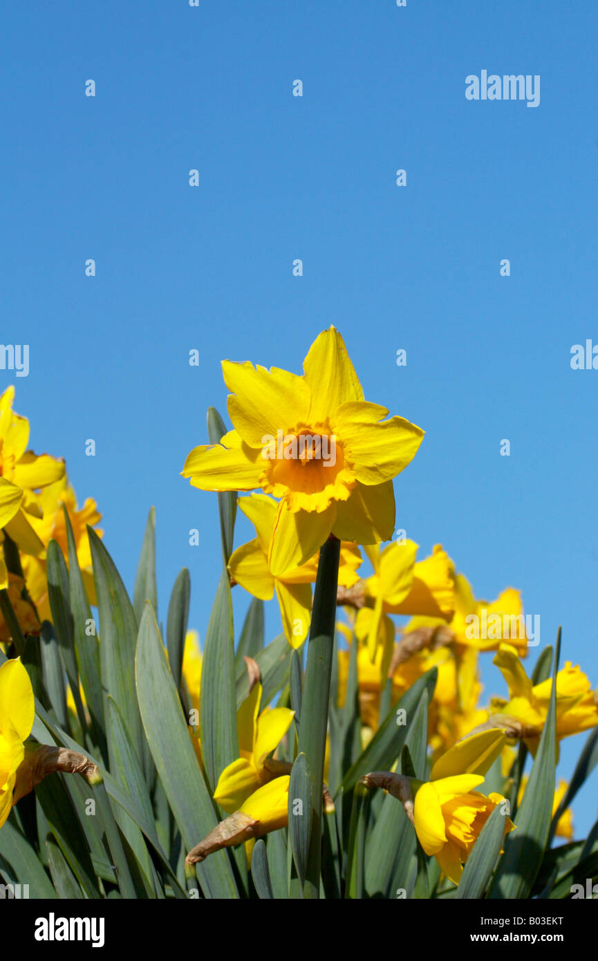 Wild daffodils in a field hi-res stock photography and images - Alamy