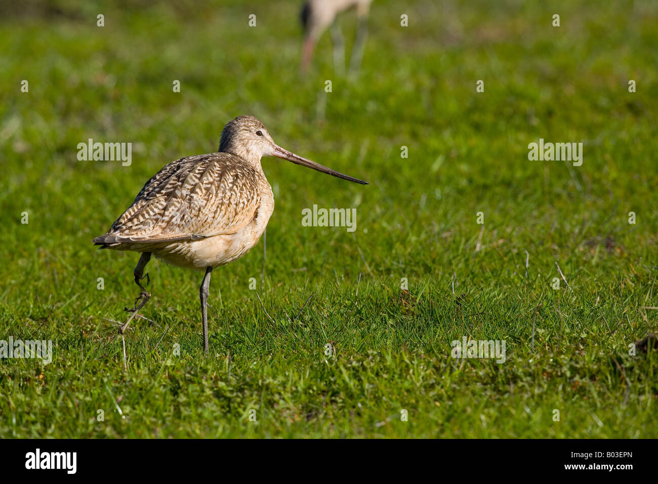 Marbled Godwit bird with a broken left leg Stock Photo - Alamy
