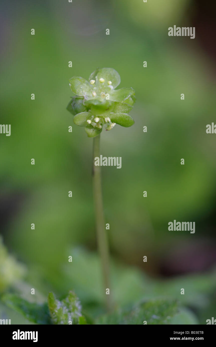 Moschatel adoxa moschatellina Flower Stock Photo - Alamy