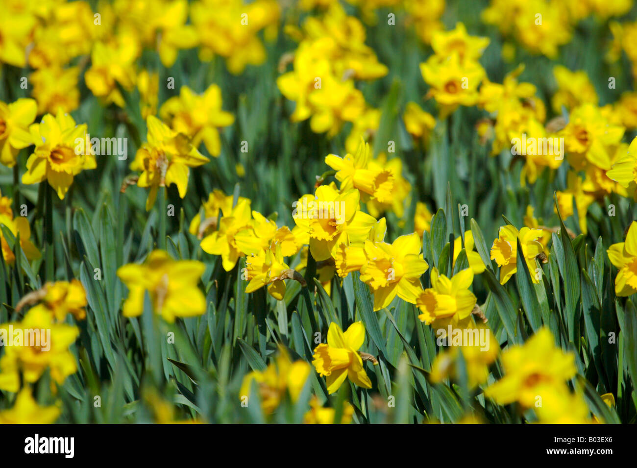 Field of spring daffodils in the Norfolk countryside Stock Photo - Alamy