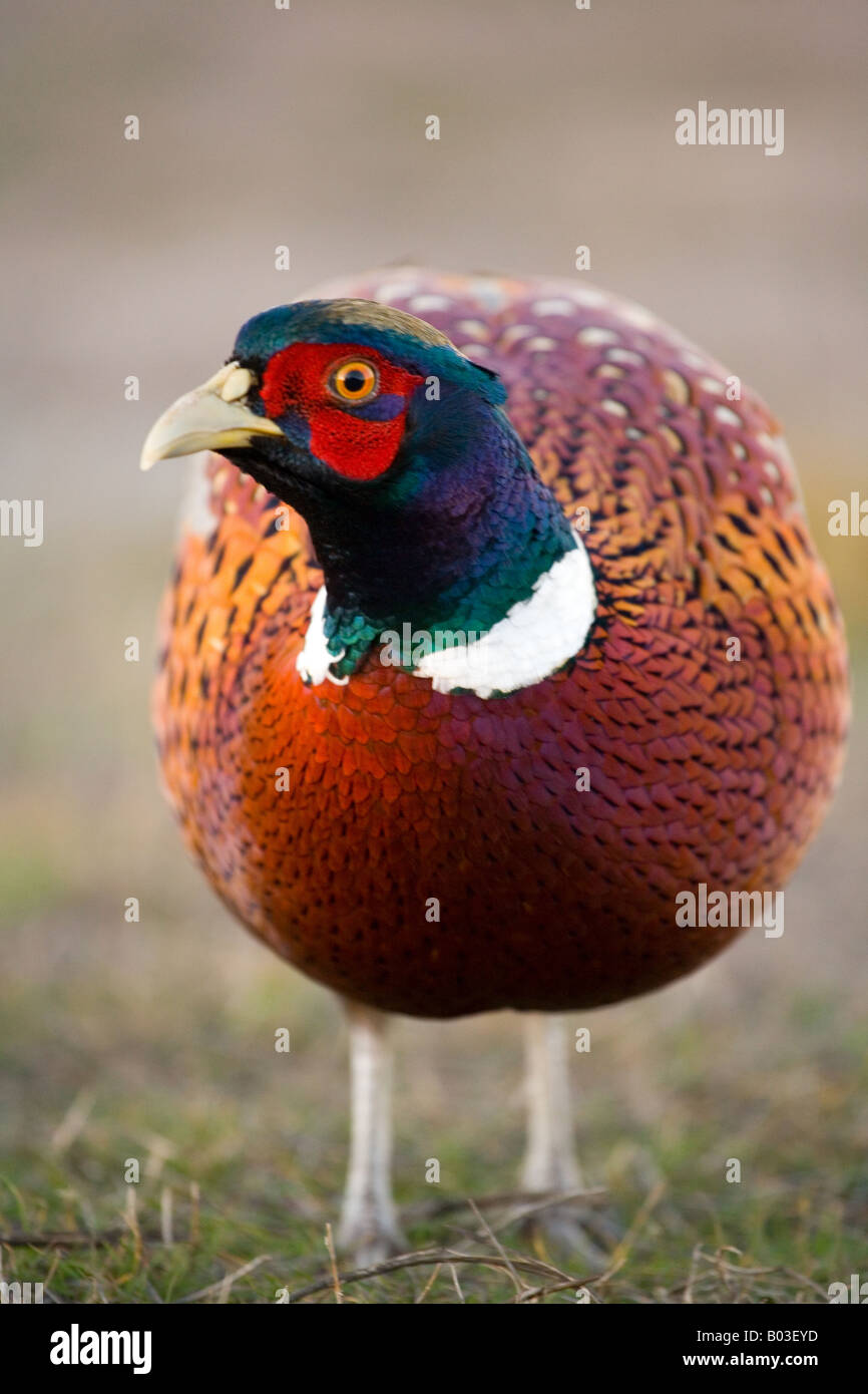 The Common Pheasant (Phasianus colchicus) also known as the Ring-necked ...
