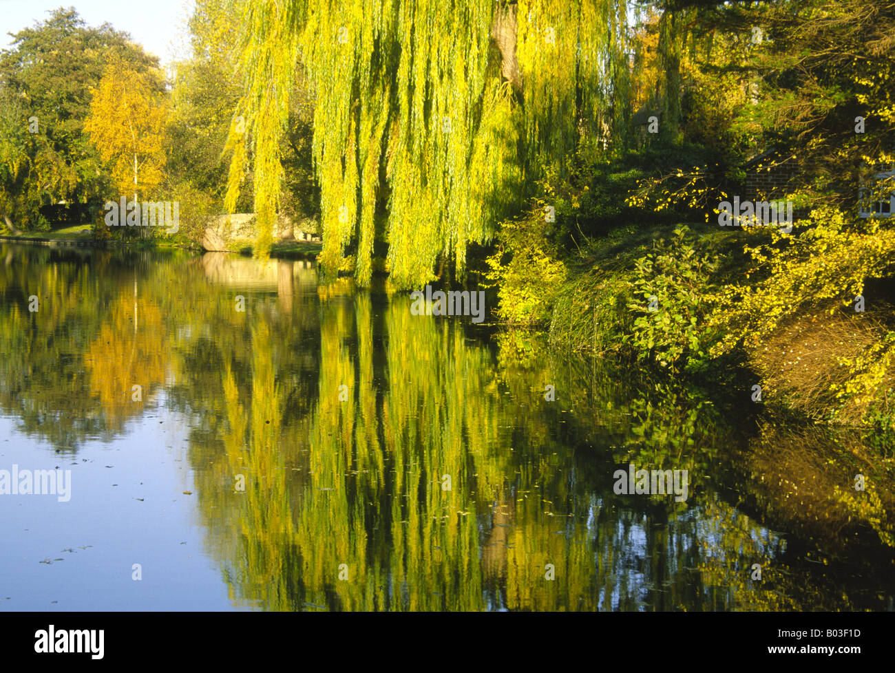 Autumn Green Yellow Weeping Willow Tree Salix babylonica Reflected in ...