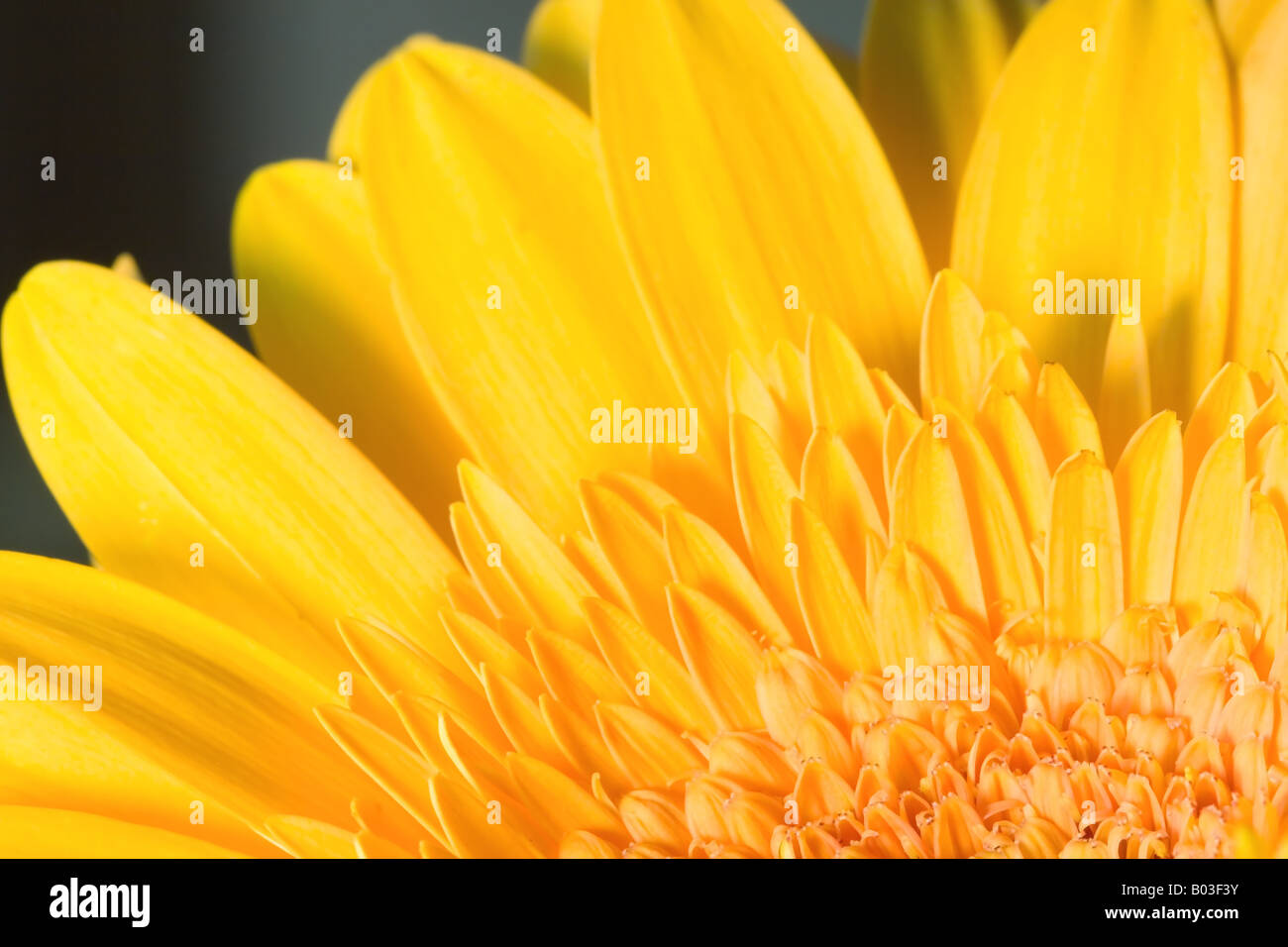 Yellow ragdoll sunflower closeup for a background with edgy lighting ...
