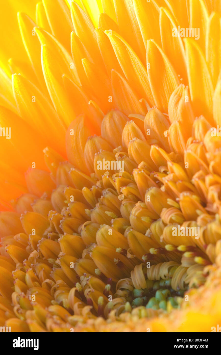 Yellow ragdoll sunflower closeup for a background with edgy lighting ...
