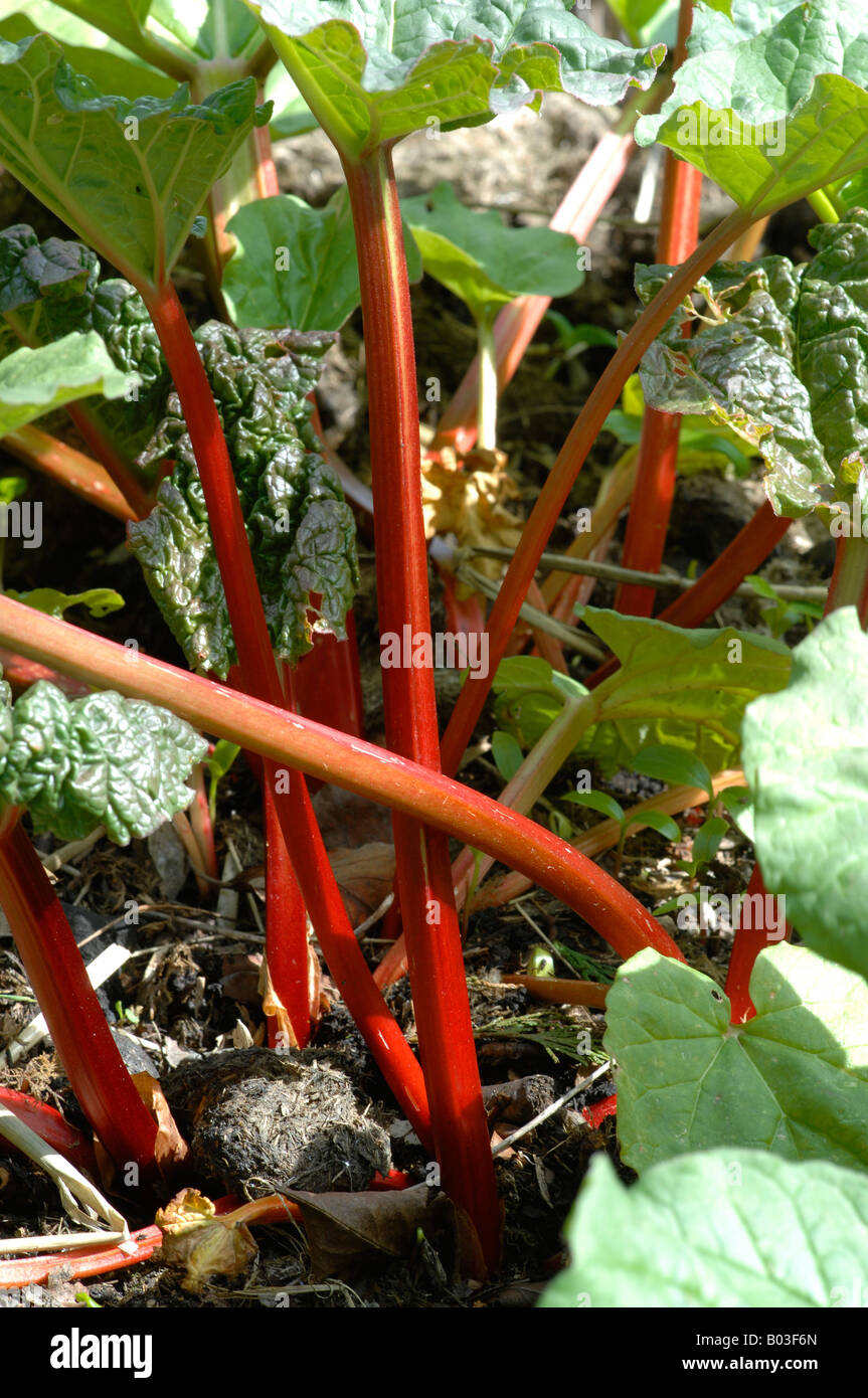 Rhubarb patch in spring Stock Photo - Alamy