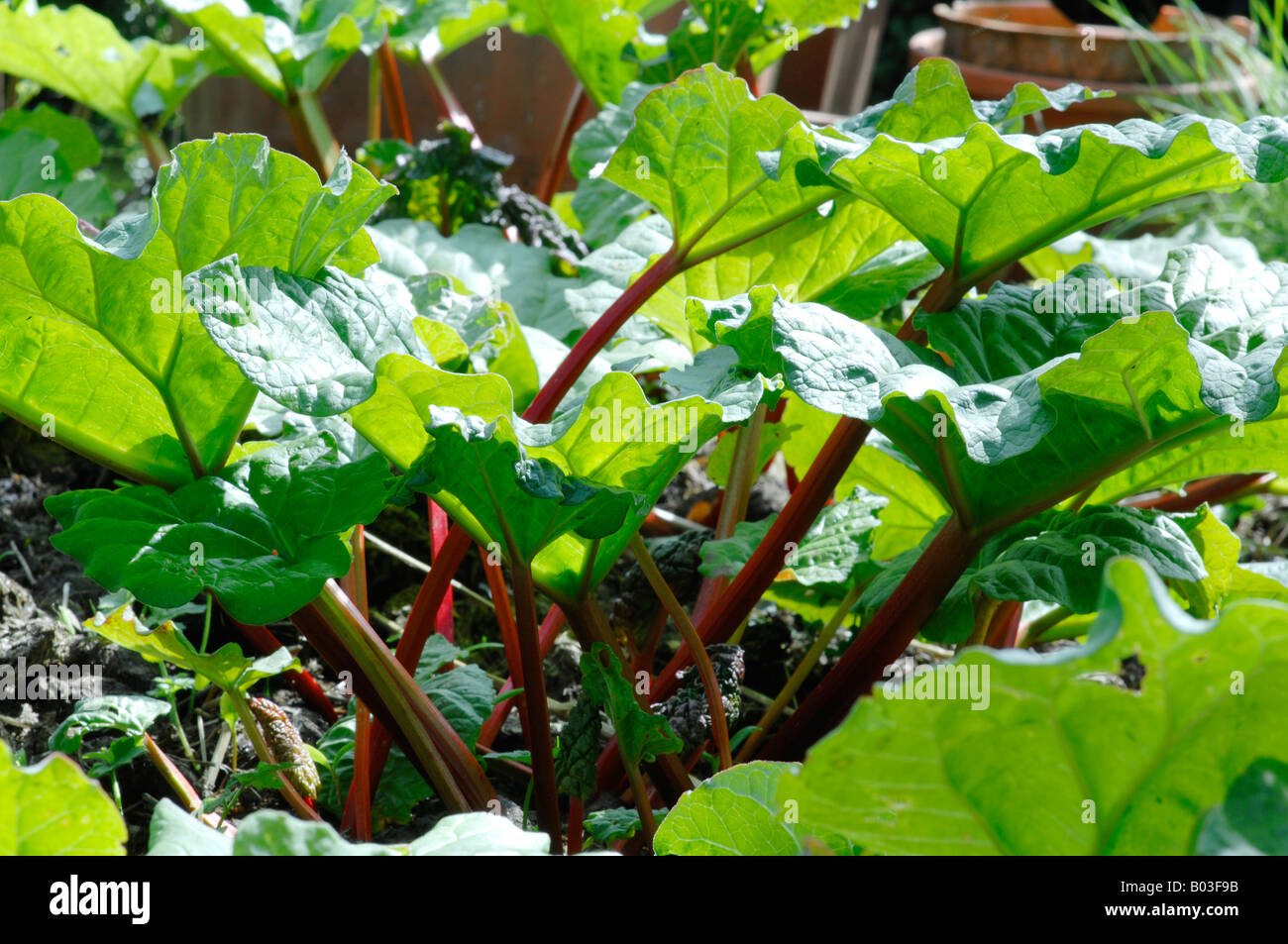 Rhubarb field hi-res stock photography and images - Alamy