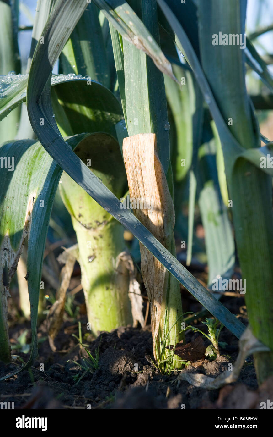 leeks in the ground Stock Photo - Alamy