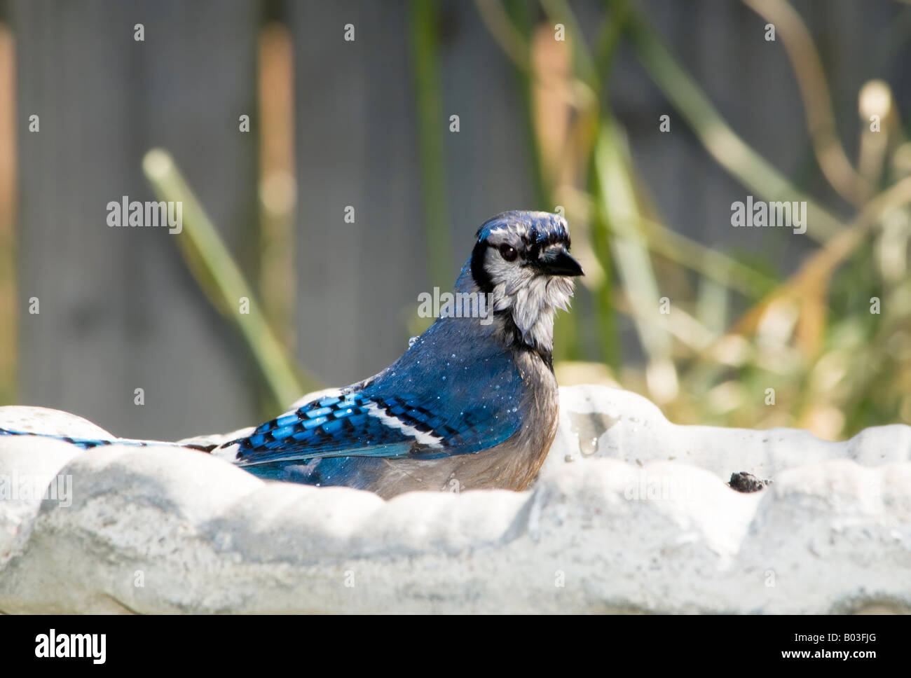 A Blue Jay, Cyanocitta cristata, takes a bath in a bird bath Stock ...