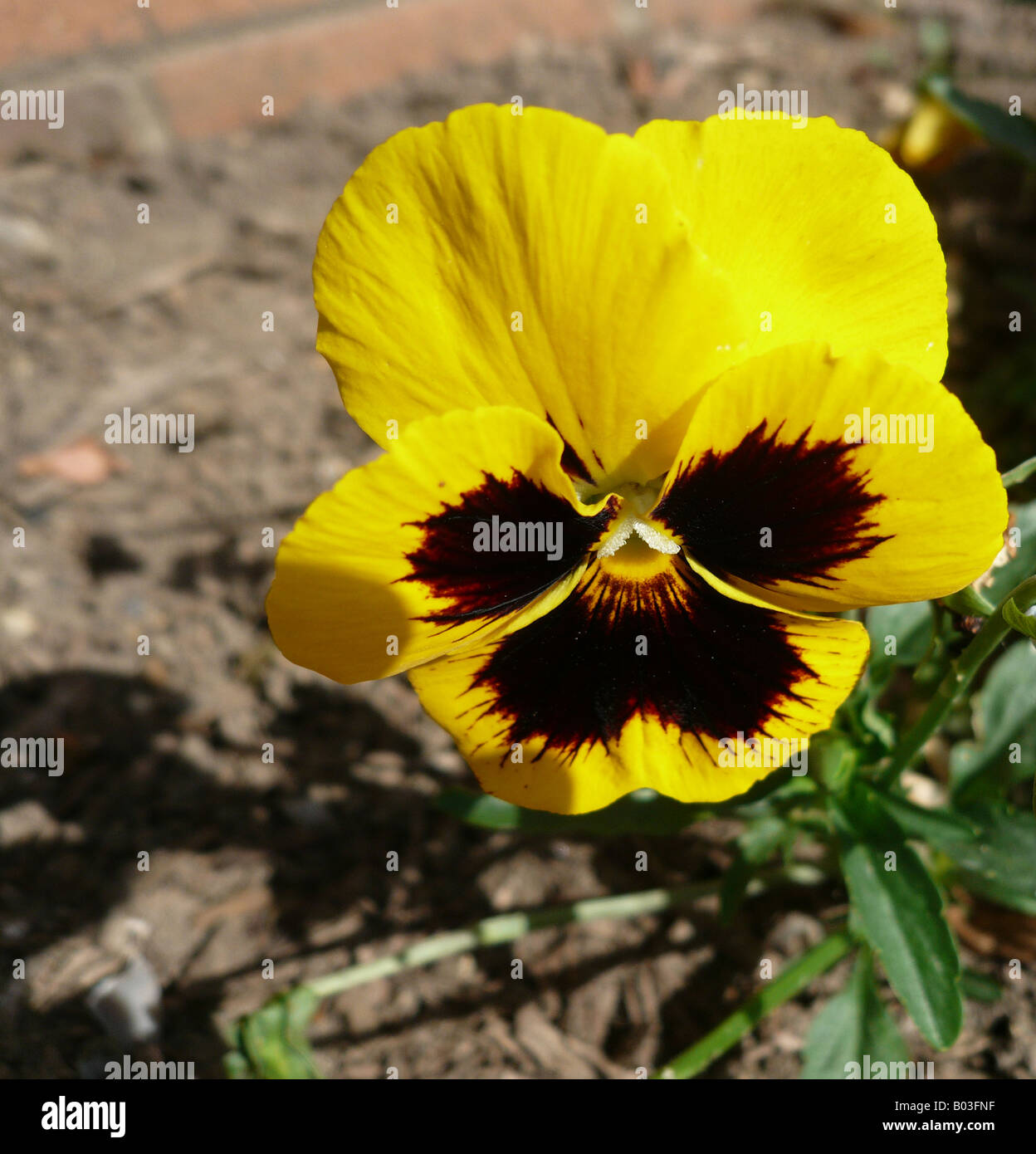 Pansy vivid colour hi-res stock photography and images - Alamy