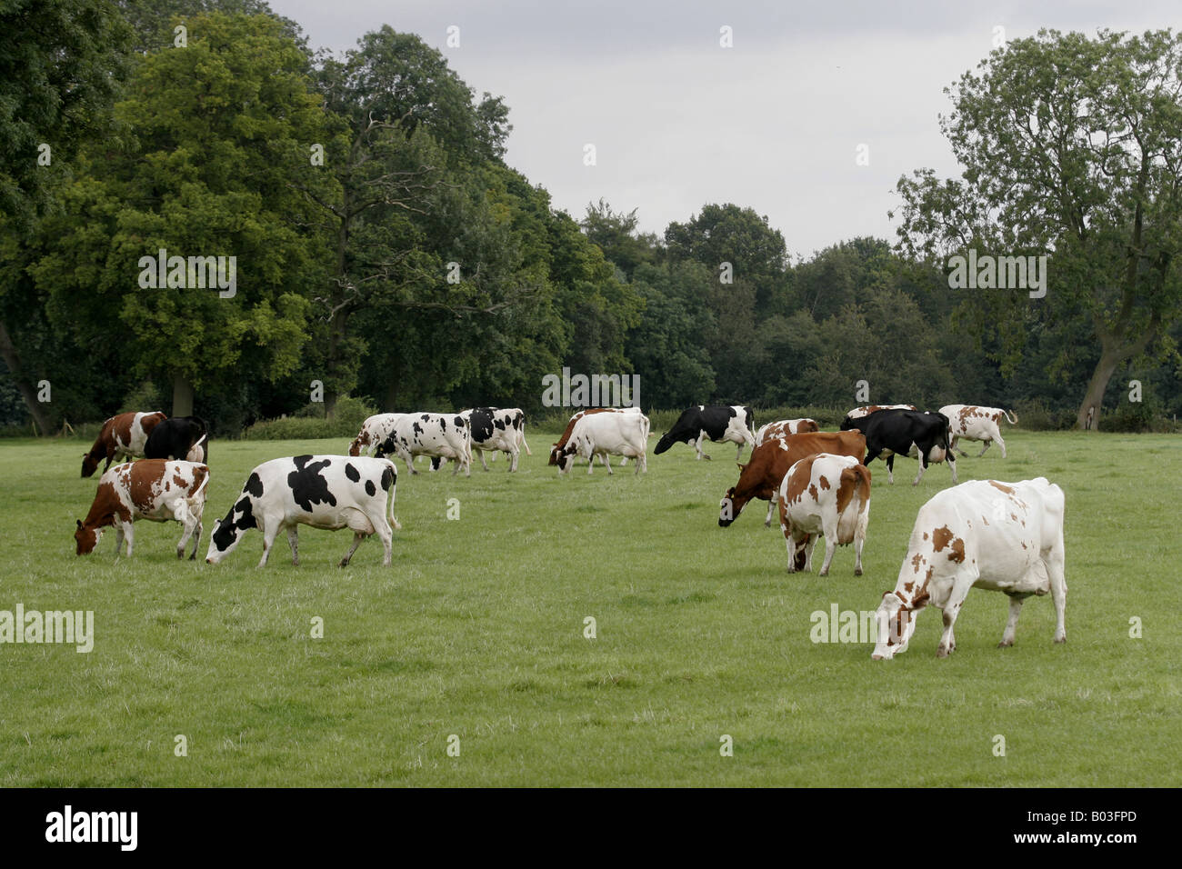 Dairy Cows out at grass Stock Photo - Alamy