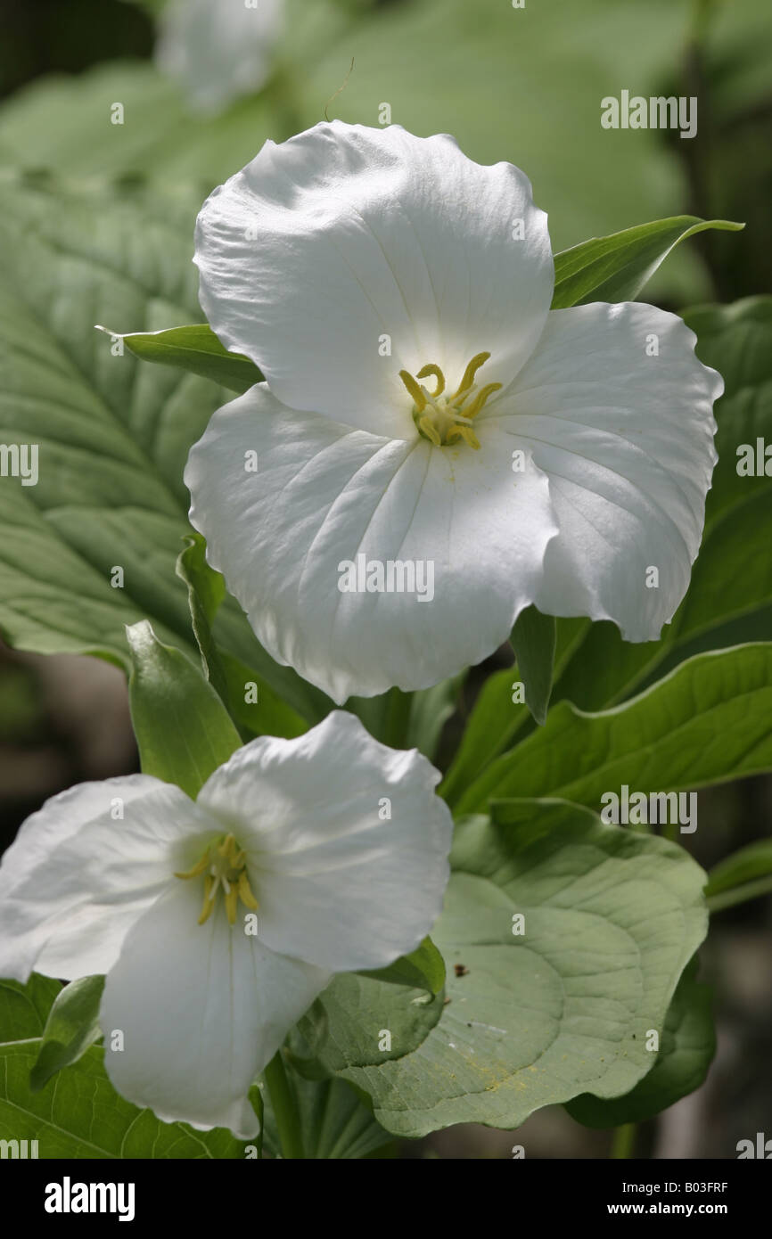Trillium, (Trillium grandiflorum) light up the hardwood forest floor in ...