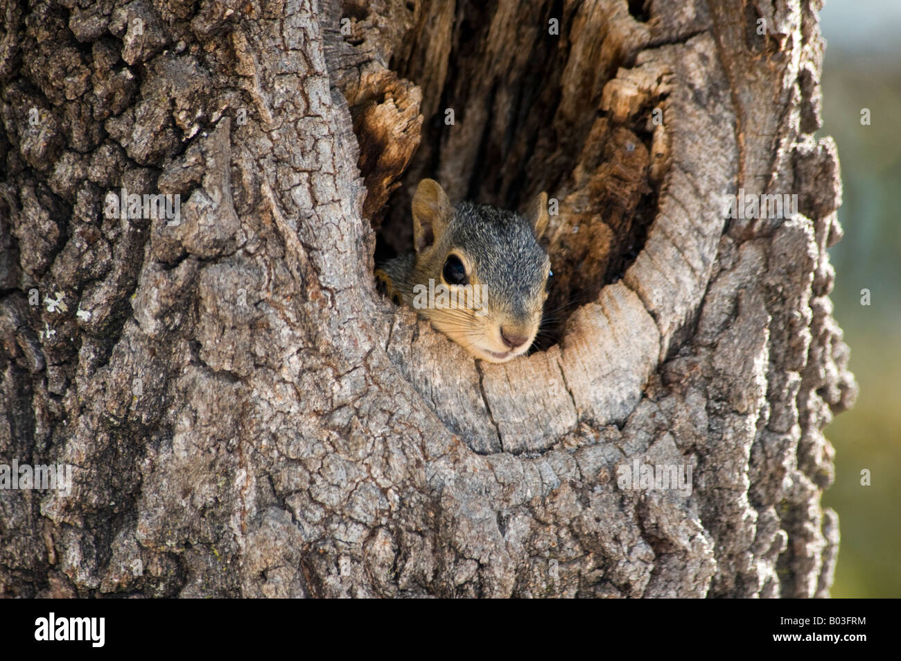 A young fox squirrel or Eastern Fox squirrel or Bryant’s squirrel rests ...