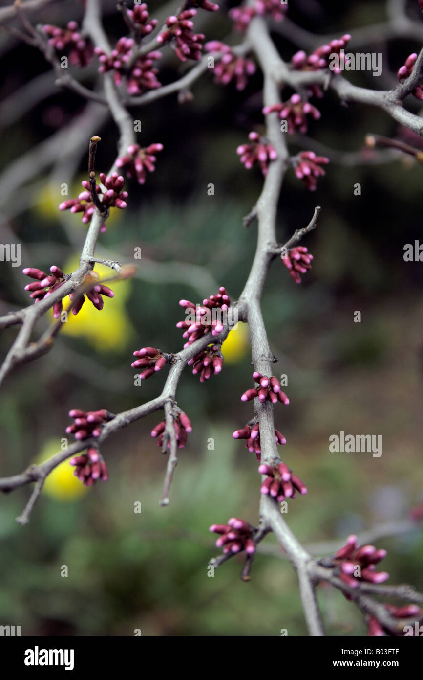 Buds forming on an Eastern Redbud bush over green and yellow background ...
