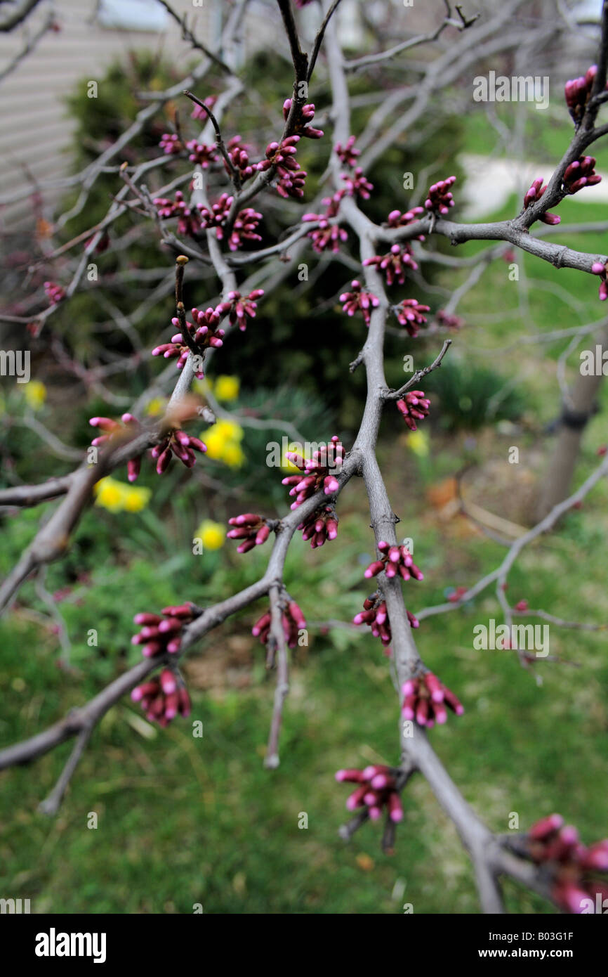 Cercis canadensis eastern redbud branches hi-res stock photography and ...