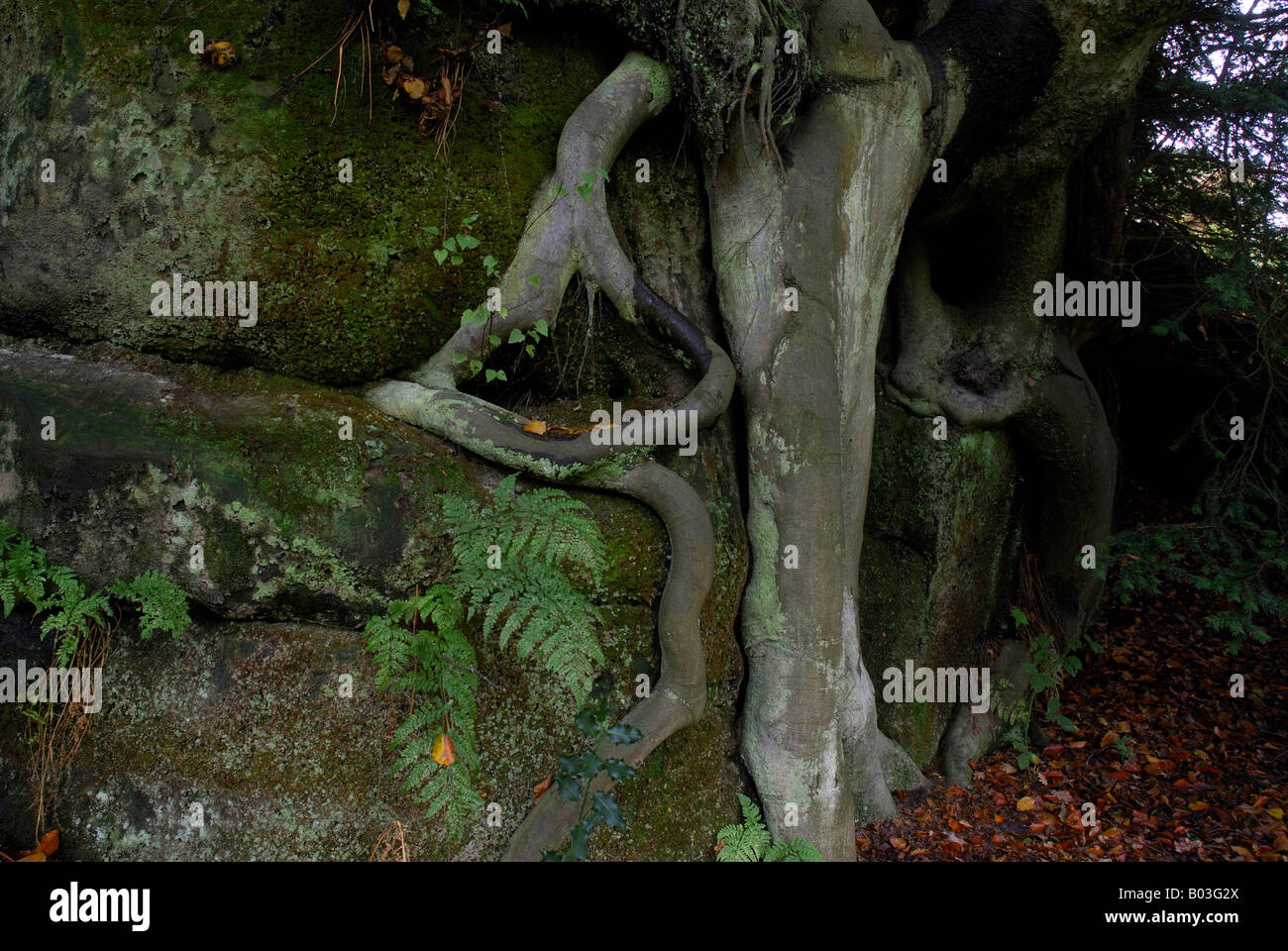 Exposed Beech Tree Roots High Resolution Stock Photography and Images ...