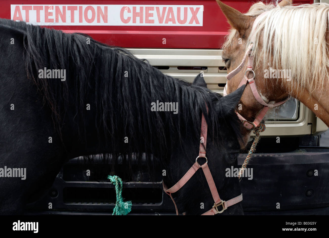 White horse box hi-res stock photography and images - Alamy