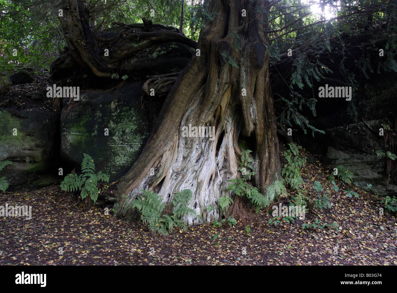 Yew Tree Taxus baccata and Roots Wakehurst Place Surrey UK Stock Photo ...
