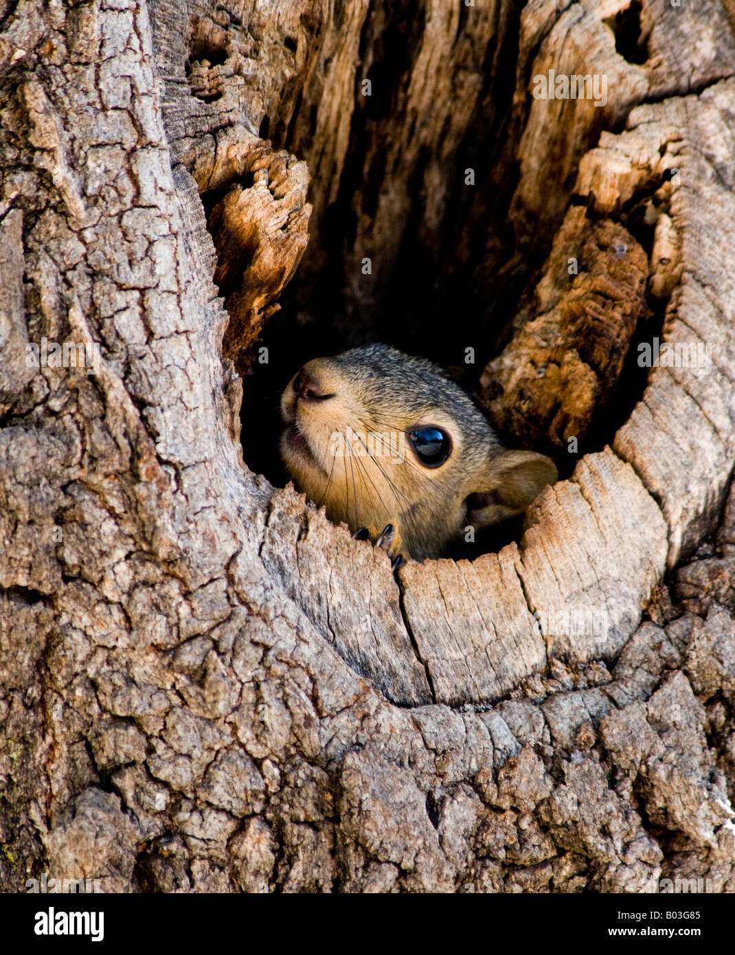 Squirrel Nest