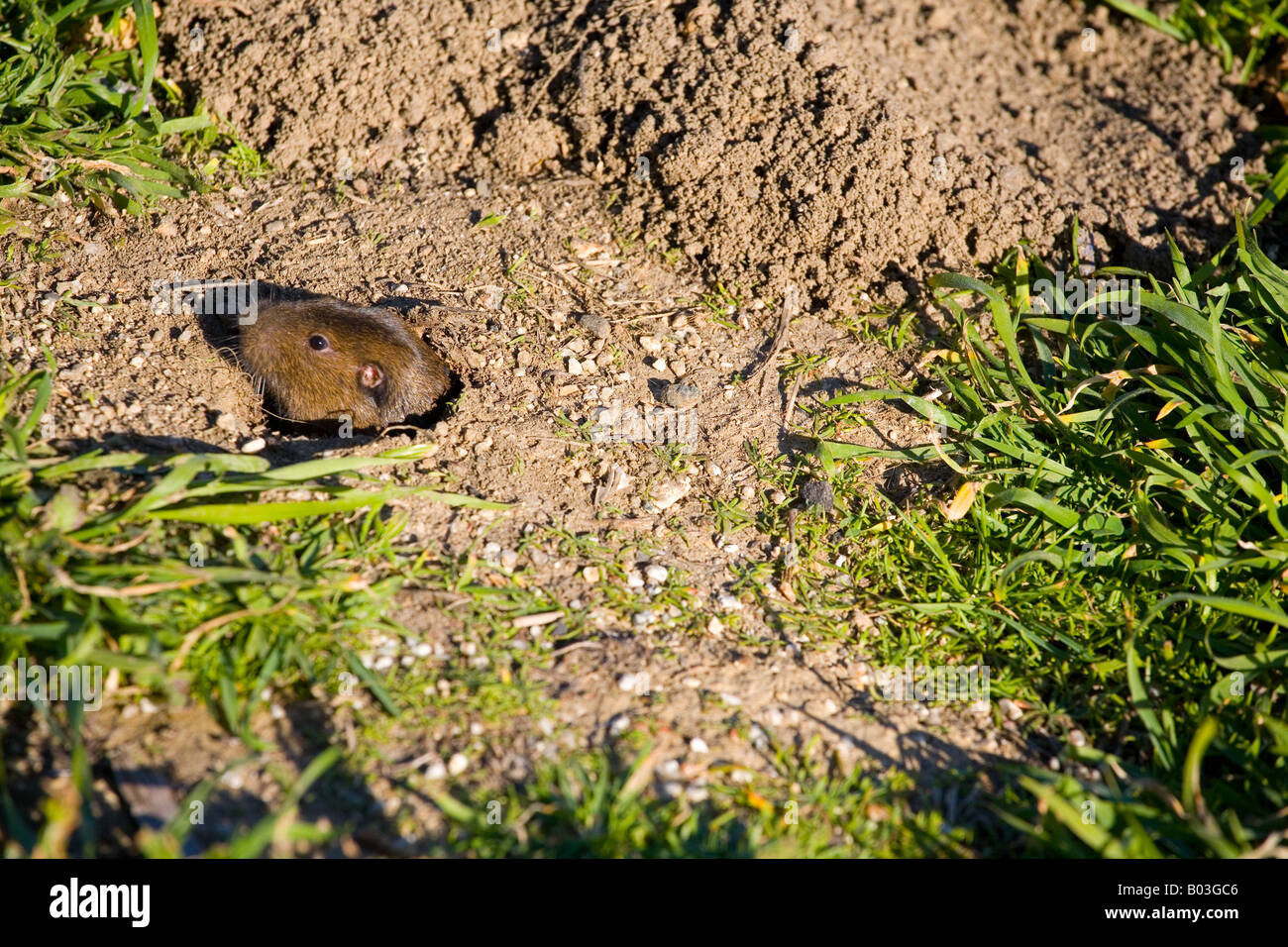 Botta's pocket gopher (Thomomys bottae) in Santa Cruz, California Stock ...