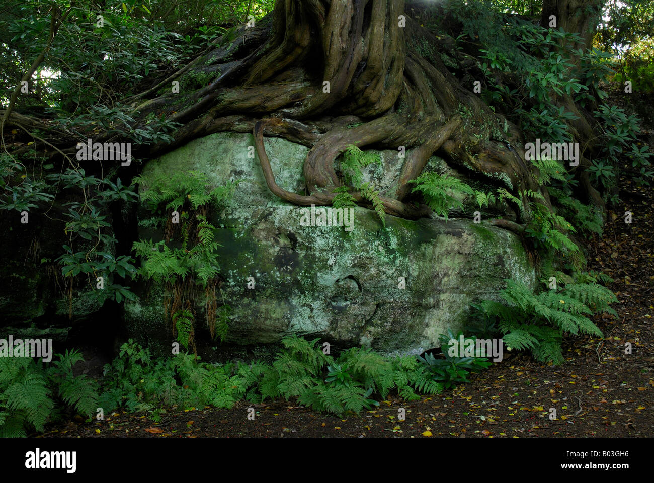 Yew Tree Taxus baccata and Roots Wakehurst Place Surrey UK Stock Photo ...