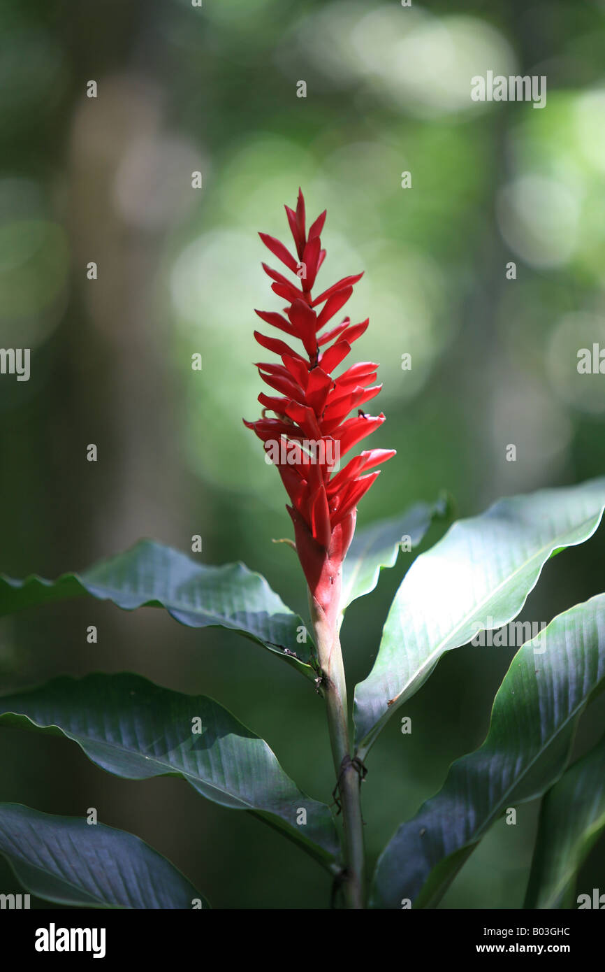 Flower on Moorea island next to Tahiti Stock Photo - Alamy