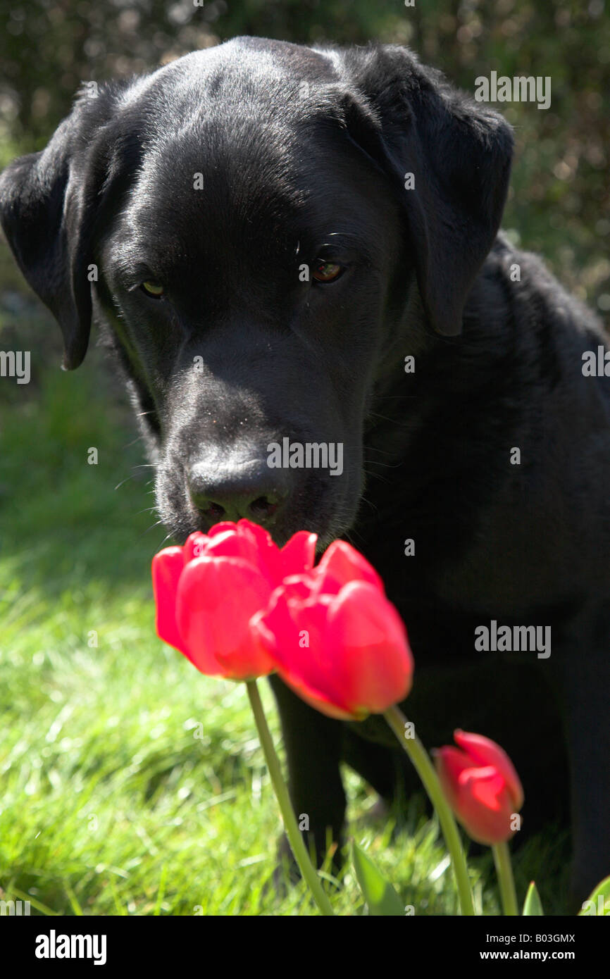 Black labrador retriever sniffing hi-res stock photography and images ...