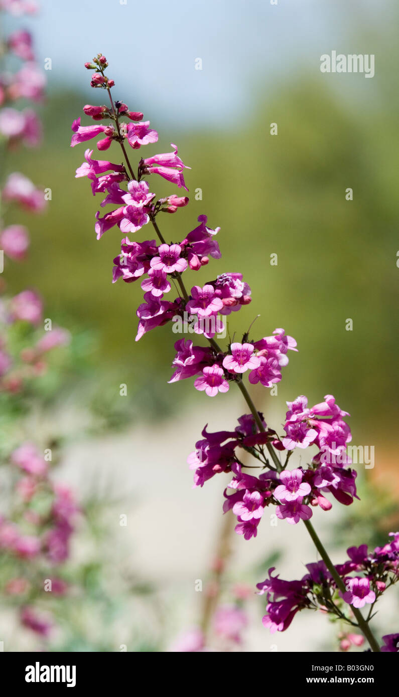 Acalypha plants hi-res stock photography and images - Alamy