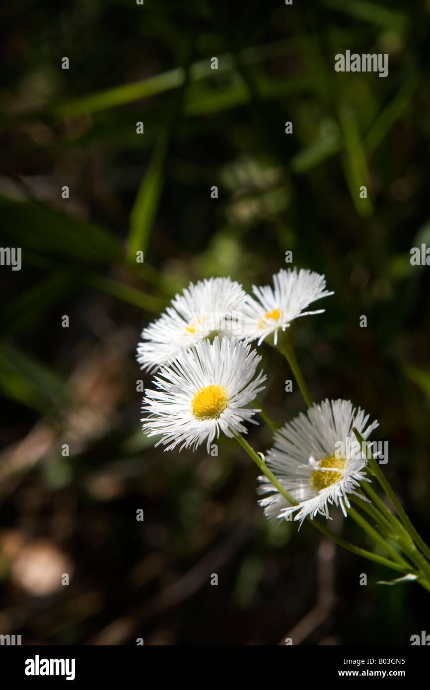 Small White Daisy Wildflowers Grow Towards the Sunlight Stock Photo - Alamy
