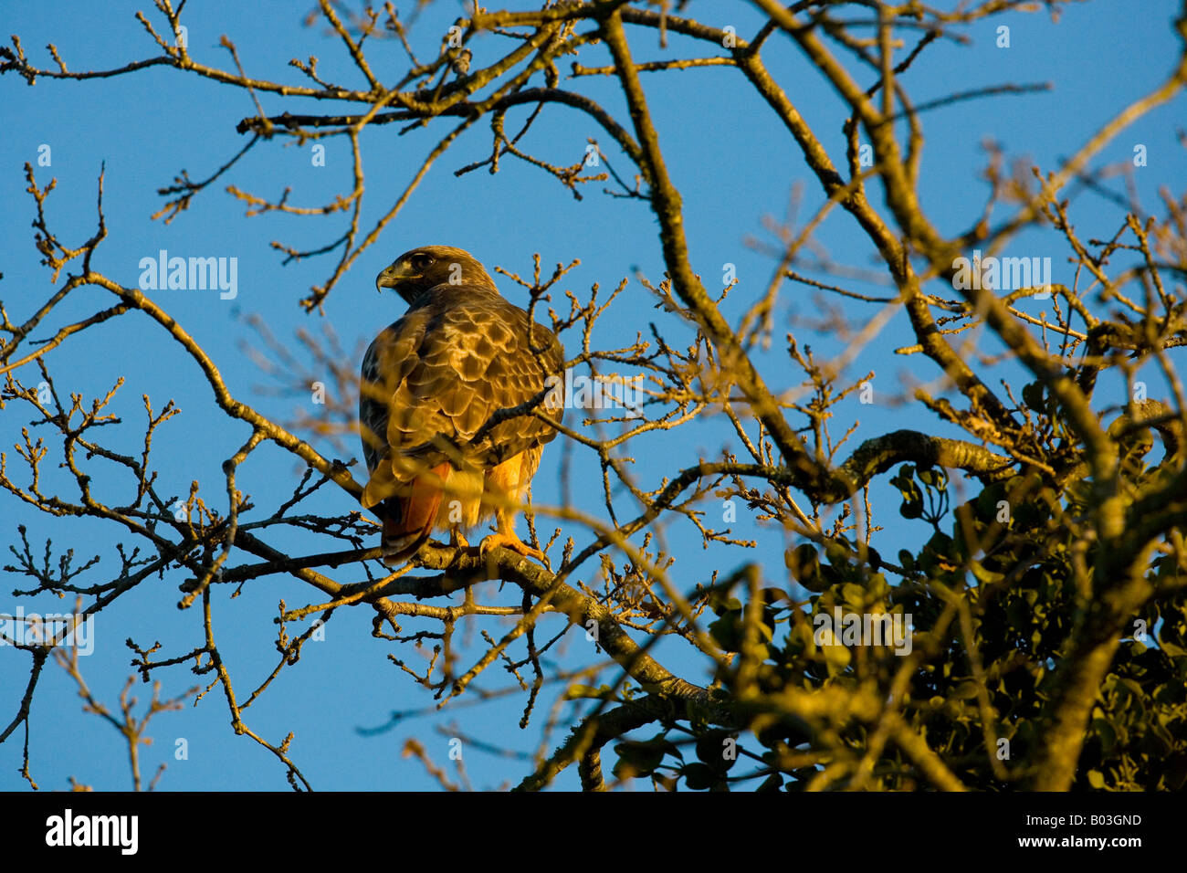 The Red-tailed Hawk (Buteo jamaicensis Stock Photo - Alamy