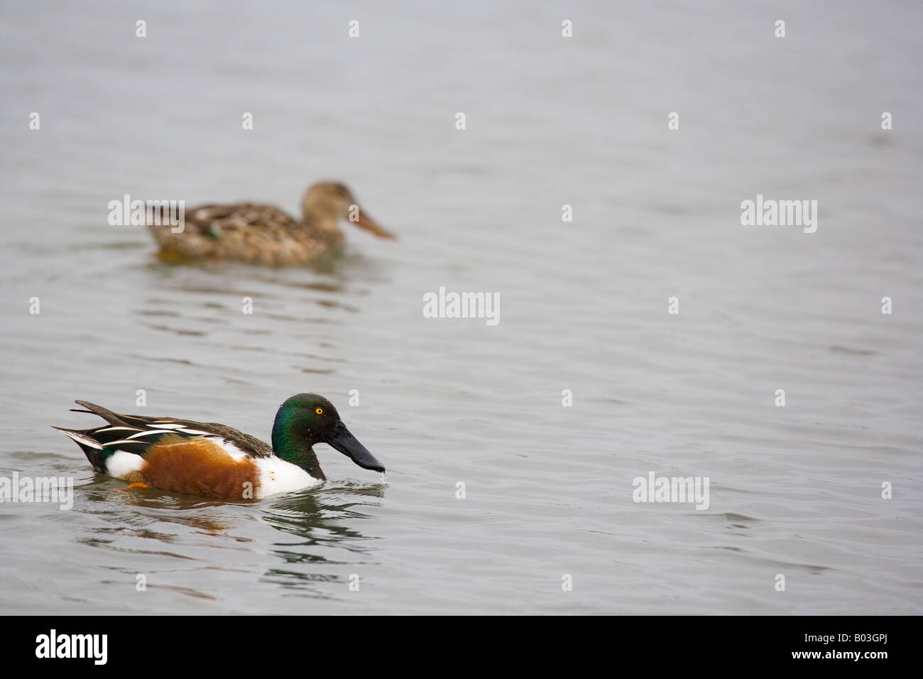 Northern shoveller ducks hi-res stock photography and images - Alamy