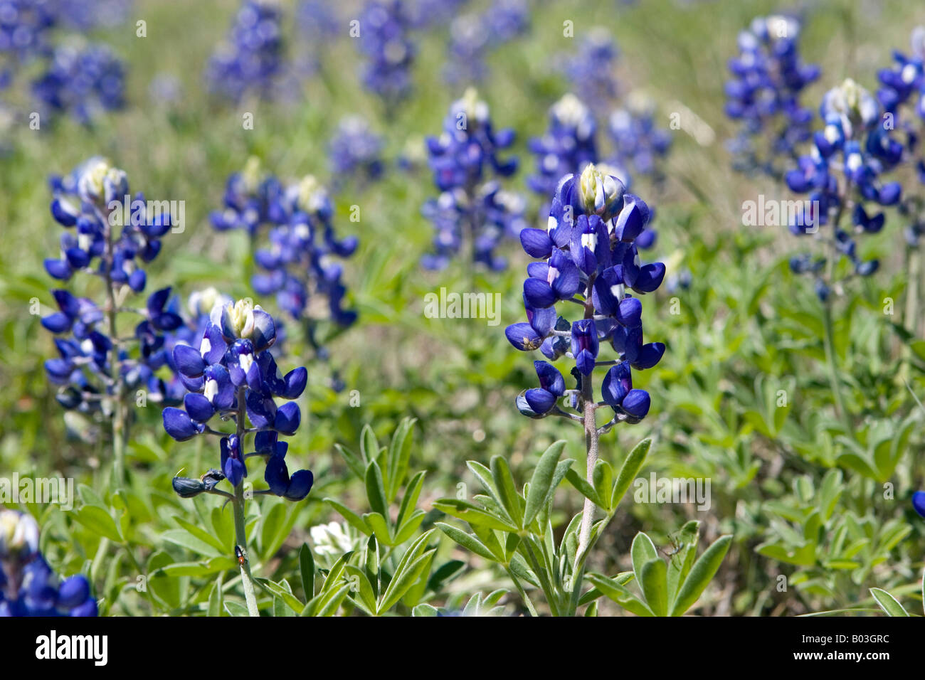 Closeup of Bluebonnet flowers, the Texas State Flower Stock Photo - Alamy
