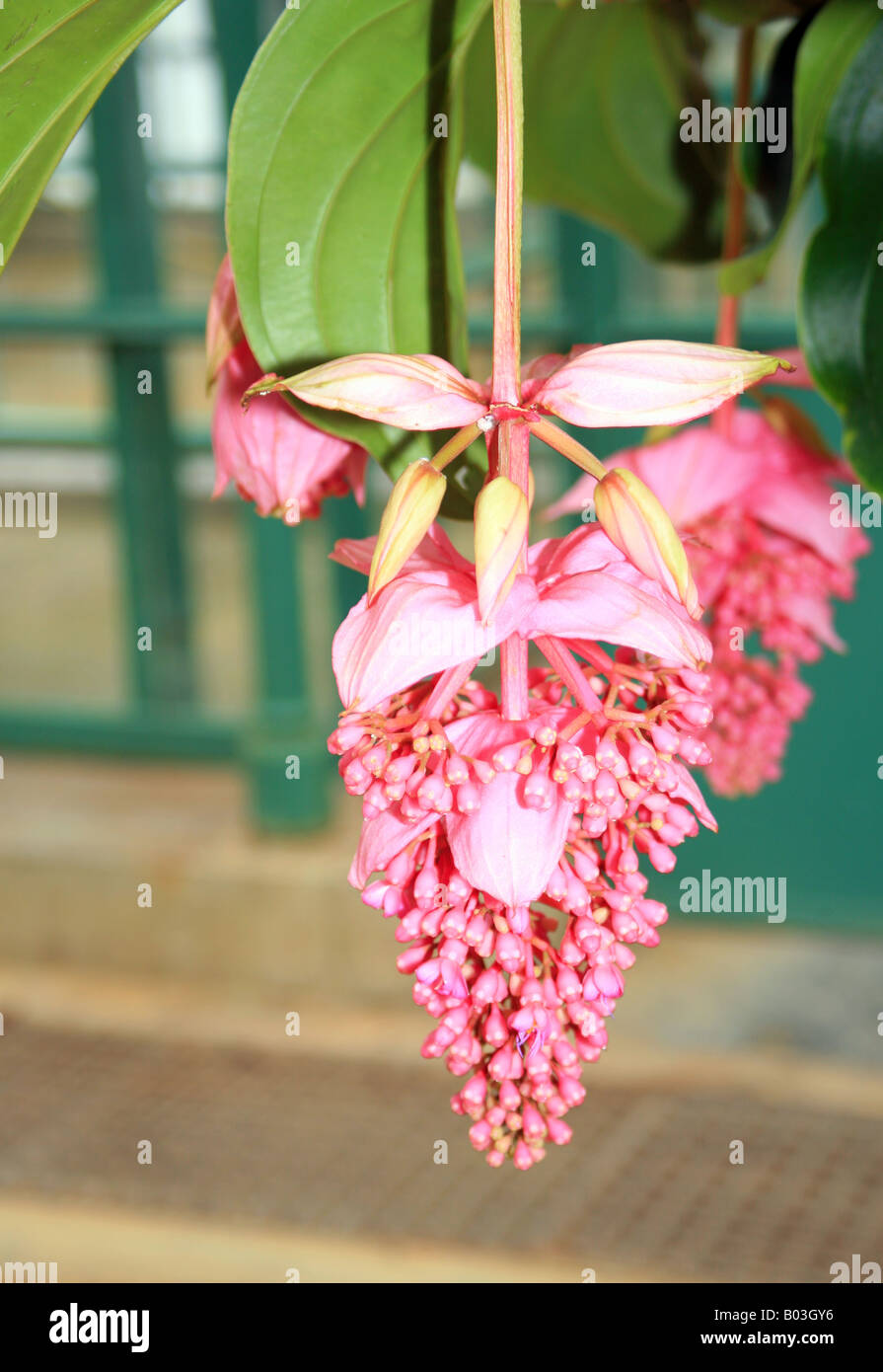 Medinilla magnifica hi-res stock photography and images - Alamy